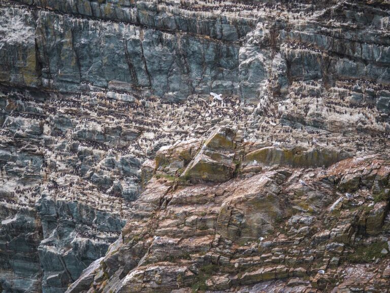 South Stack Lighthouse & RSPB Reserve: Guide & Walk ﻿2024