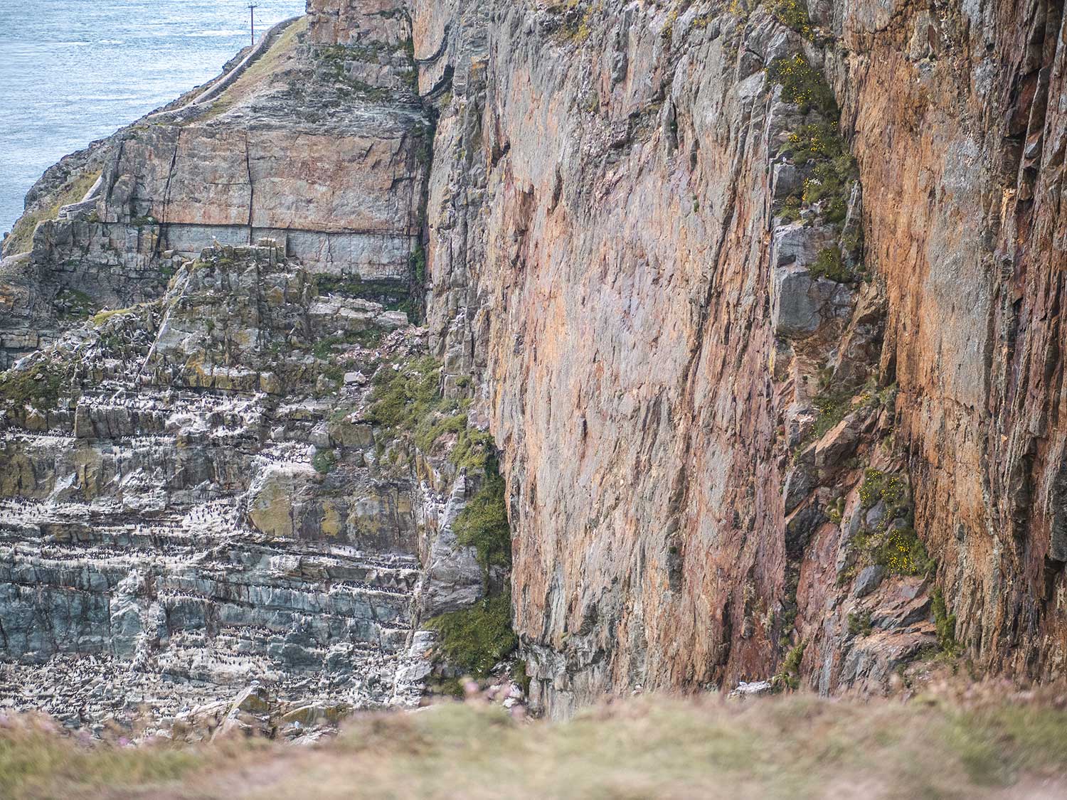 South Stack Lighthouse & RSPB Reserve: Guide & Walk ﻿2024